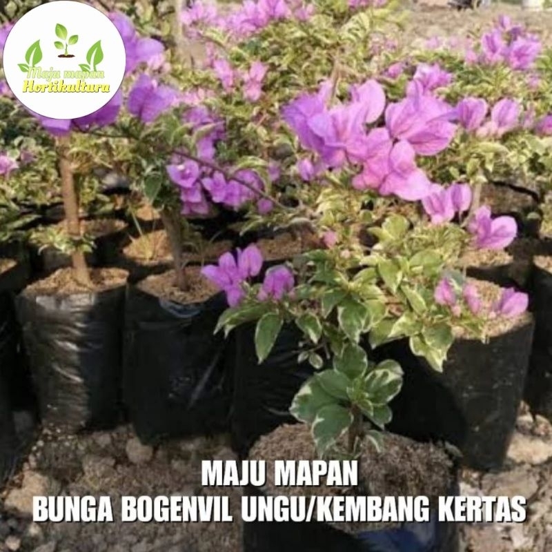 Jual TANAMAN HIAS BUNGA BOGENVIL UNGU SUPER | Shopee Indonesia