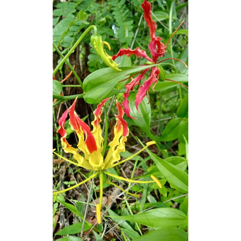 Jual 100g Umbi tanaman hias rambat bunga sungsang/ flame lily (gloriosa ...