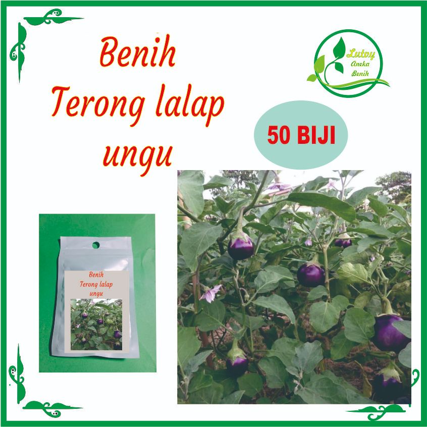 Jual BENIH TERONG LALAP UNGU ISI 50 BIJI | Shopee Indonesia