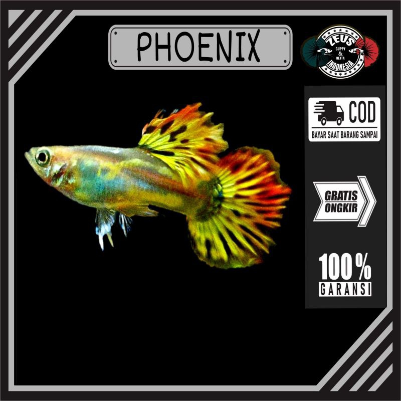 Jual Guppy Phoenix pasangan hiasan akuarium | Shopee Indonesia