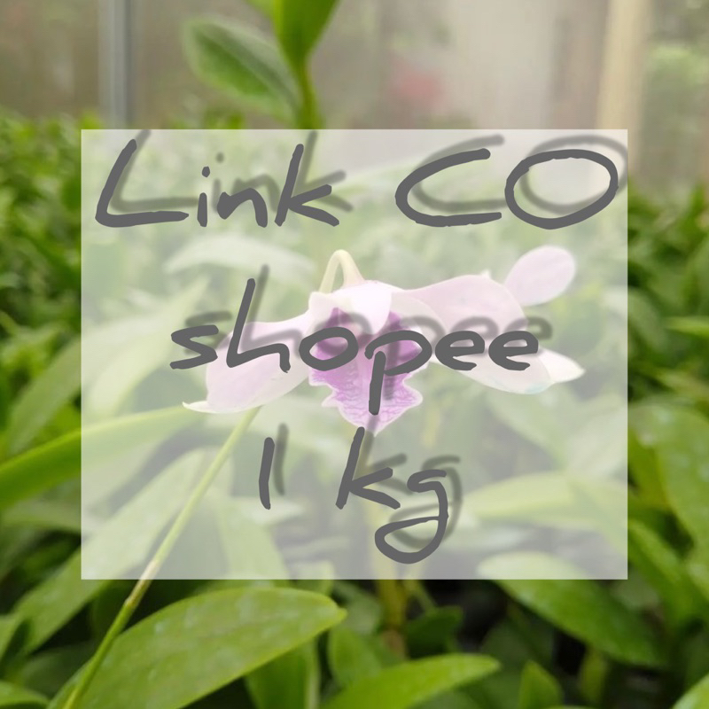 Jual link CO shopee 1 kg | Shopee Indonesia