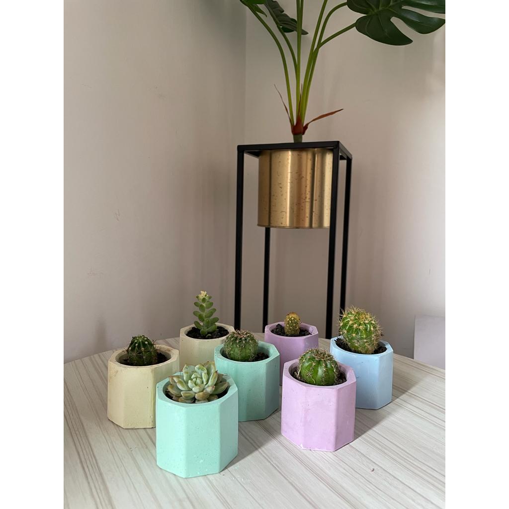 Jual Kaktus sukulen skulen mini paket lengkap termasuk pot dan media ...