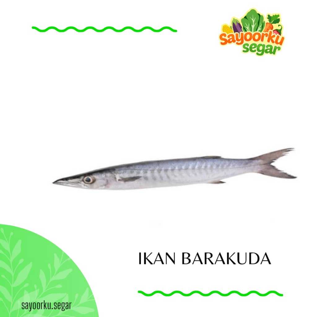 Jual Ikan barakuda / ikan barakuda utuh 500gr / 1kg | Shopee Indonesia