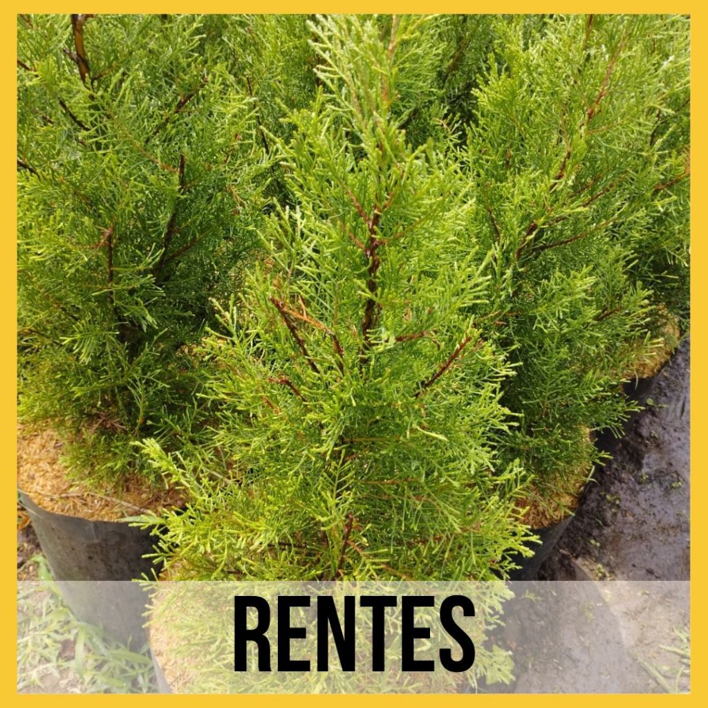 Jual Tanaman Cemara Wangi Rentes /Rintis Wangi Pohon Cemara Tanaman ...