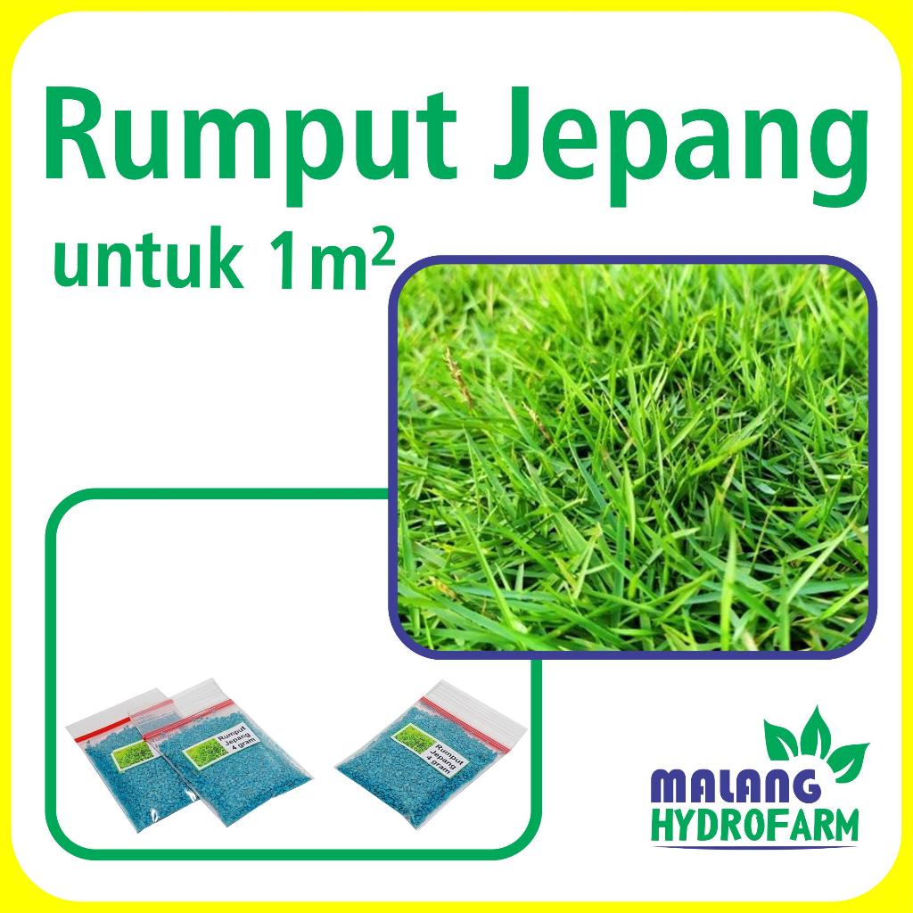 Jual Benih Rumput Jepang Unggulan Berkualitas biji bibit repack untuk 1 ...