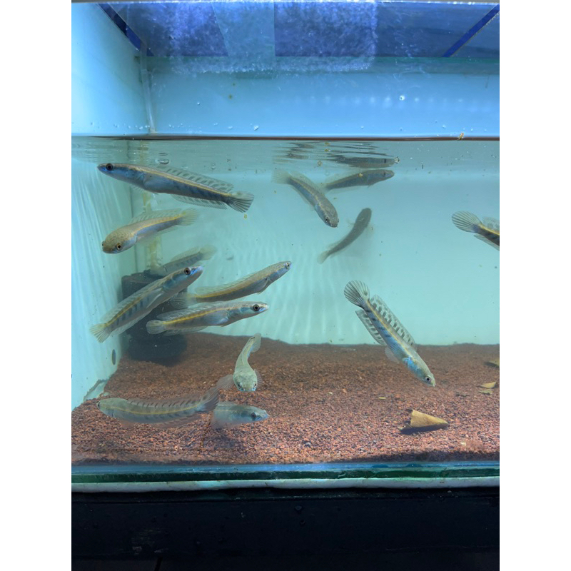 Jual ys ombyok simet | Shopee Indonesia