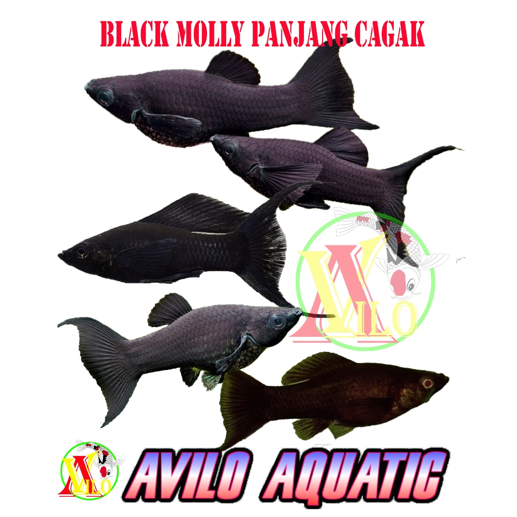 Jual ikan hias aquascape molly black moli ekor cawang cagak body ...