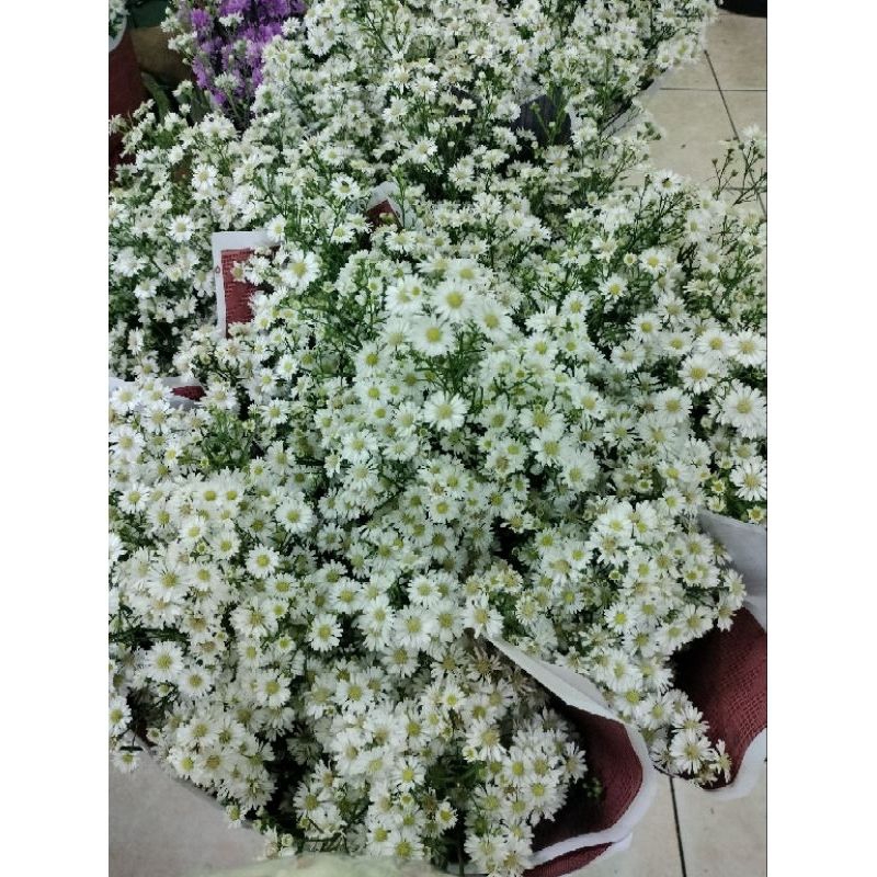 Jual BUNGA ASLI SEGAR PEACOCK 10 TANGKAI - BUNGA SEGAR DAN HARUM ...