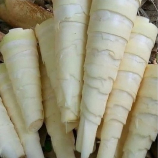 Jual [TERMURAH] Rebung bambu sayur ,bambu petung, bambu kuning, bambu ...