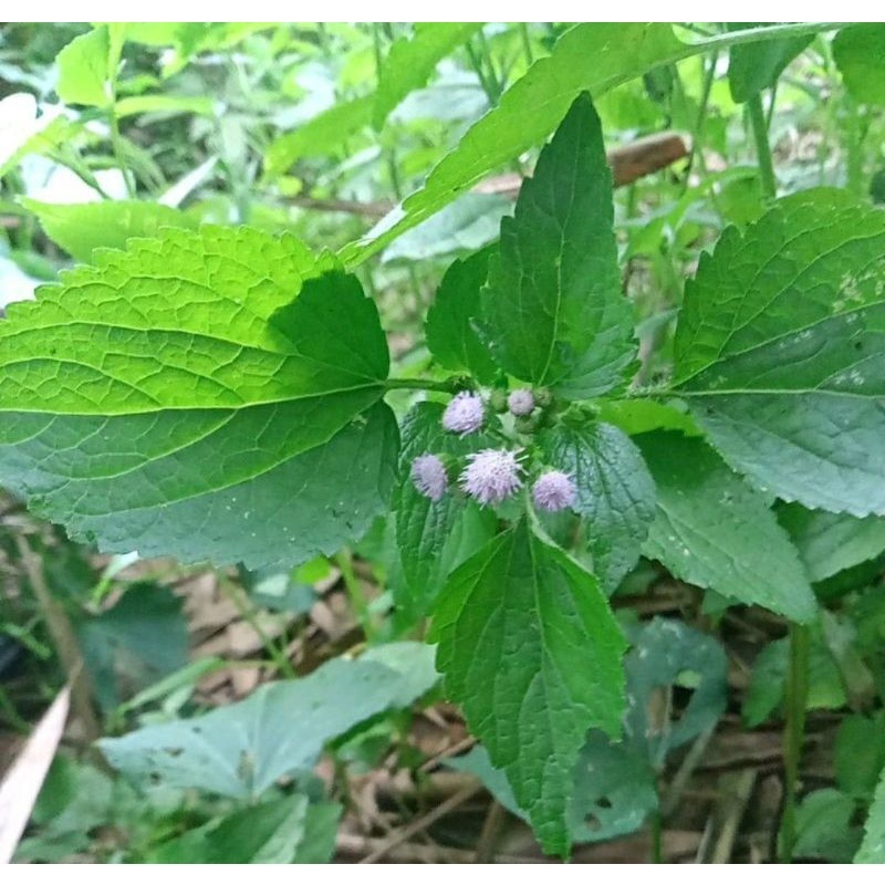 Jual daun bandot/babadotan segar 1kg tanaman herbal | Shopee Indonesia