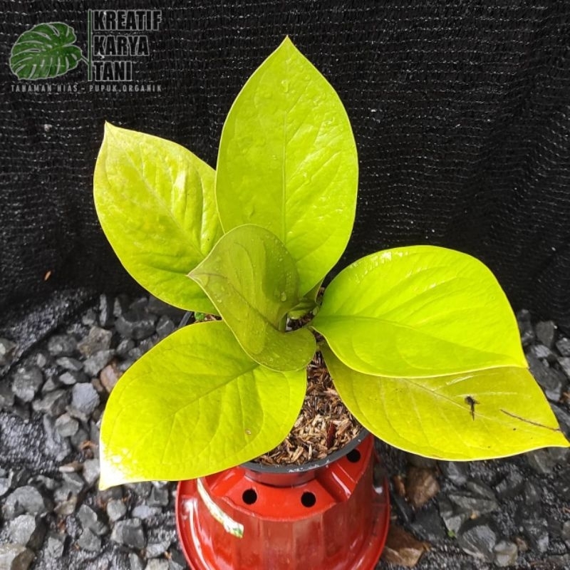 Jual Tanaman hias anthurium jemani golden - Anturium jemani golden ...