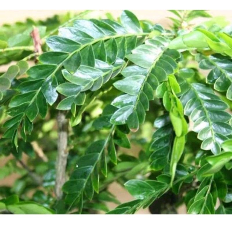 Jual herbal daun seligi/phyllanthus boxifolius 50g | Shopee Indonesia