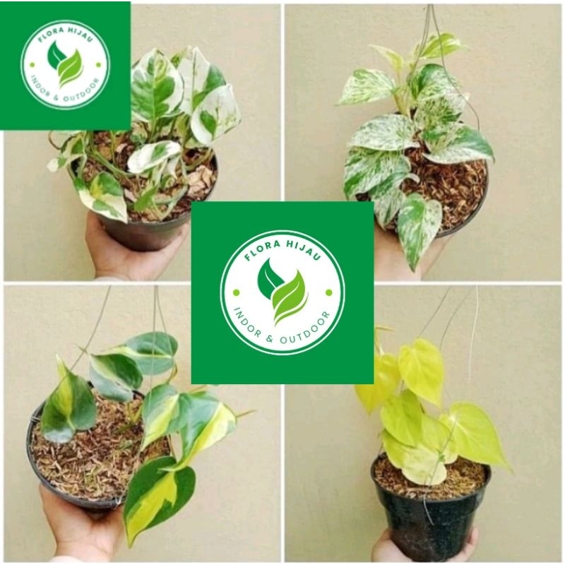 Jual ~ ( BISA COD ) PAKET HEMAT 4 Tanaman Hias Sirigading / Bunga Hias ...
