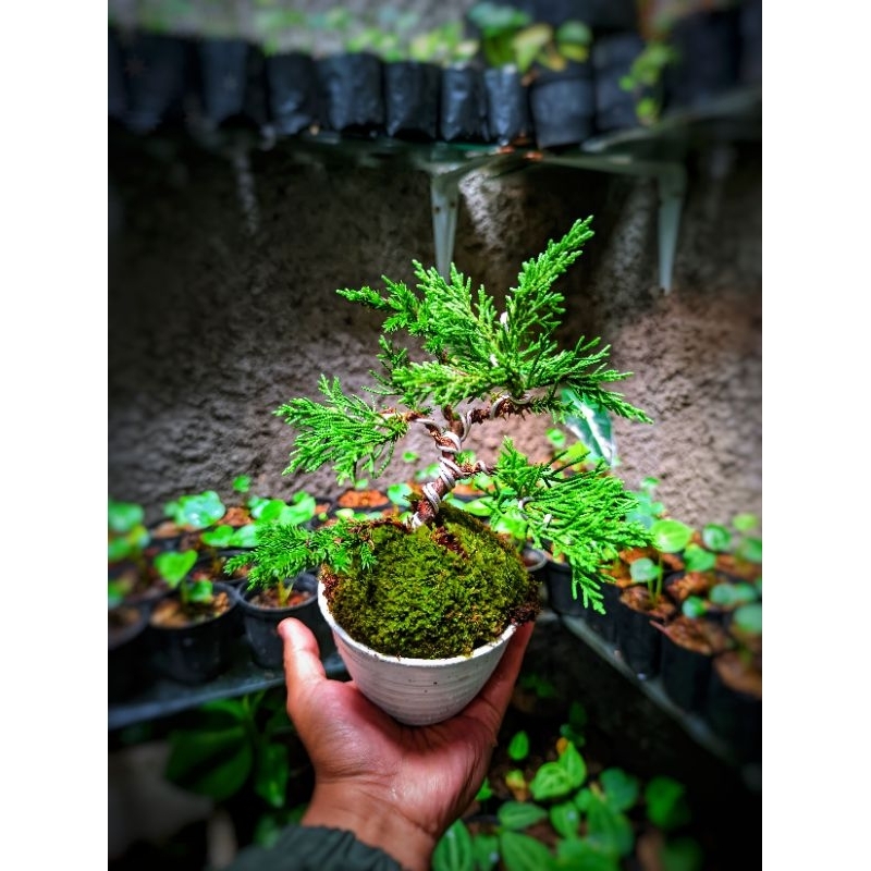 Jual Bonsai Mini Mame Cemara Chinensis Blue - Sudah jadi siap pajang ...