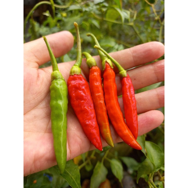 Jual Cabe rawit Bangkok/30 butir | Shopee Indonesia