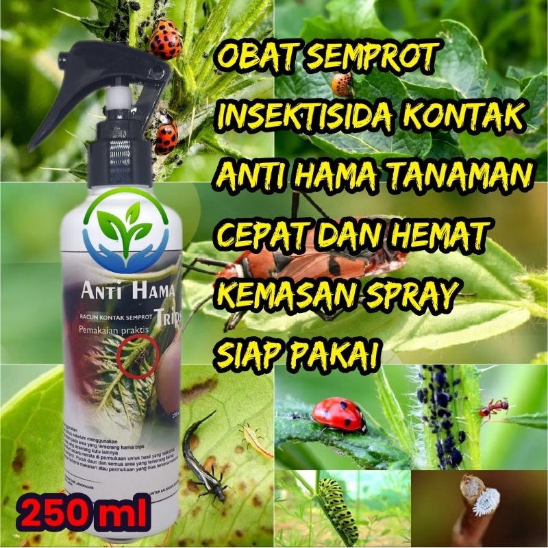 Jual TRIPS Obat Semprot Anti Hama Tanaman Penyebab Kerdil dan Busuk ...