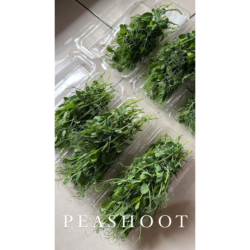 Jual Pea shoot | Pea tendril | microgreens | Shopee Indonesia