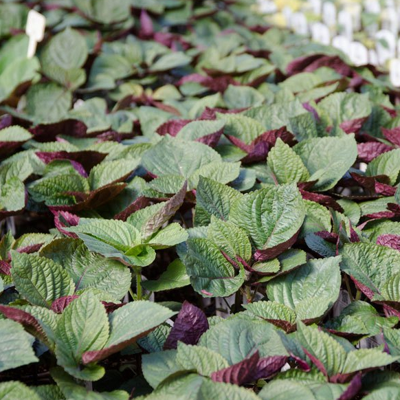 Jual BENIH DAUN SHISO PERILLA [ per 1 seed ] Bijian Ecer Repack - daun ...