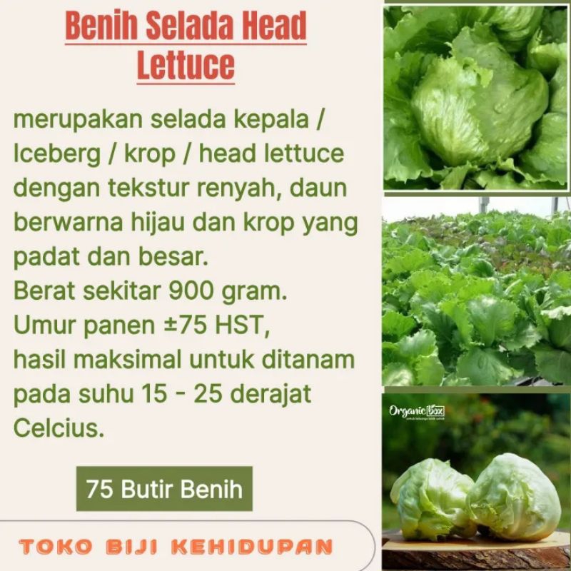 Jual 75 BIJI BENIH SELADA HEAD LETTUCE | Shopee Indonesia