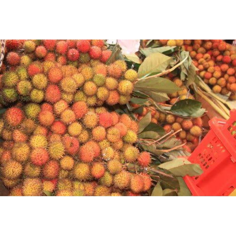 Jual BIBIT RAMBUTAN RAPIAH HASIL OKULASI CEPAT BERBUAH | Shopee Indonesia Jual BIBIT RAMBUTAN RAPIAH HASIL OKULASI CEPAT BERBUAH | Shopee Indonesia