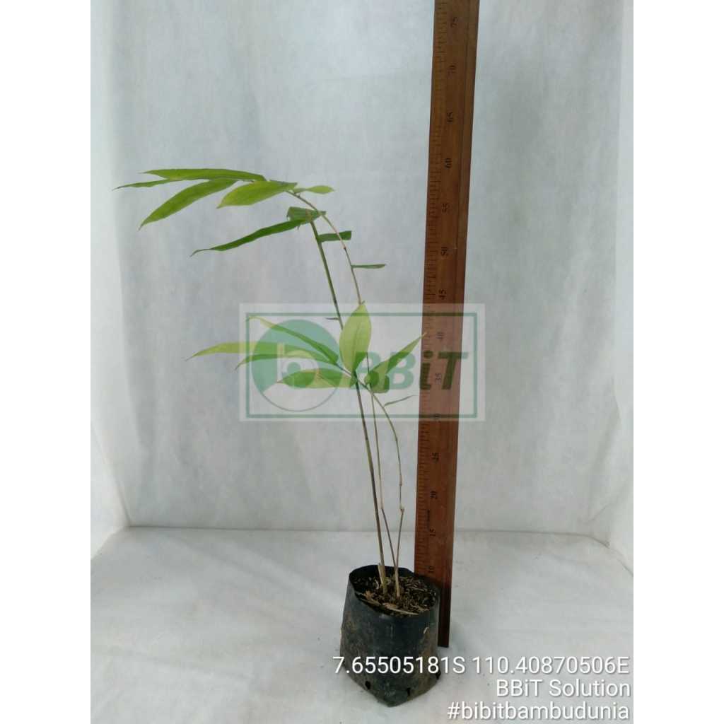 Jual Bibit bambu legi / Gigantochloa atter / Bambu kultur jaringan ...