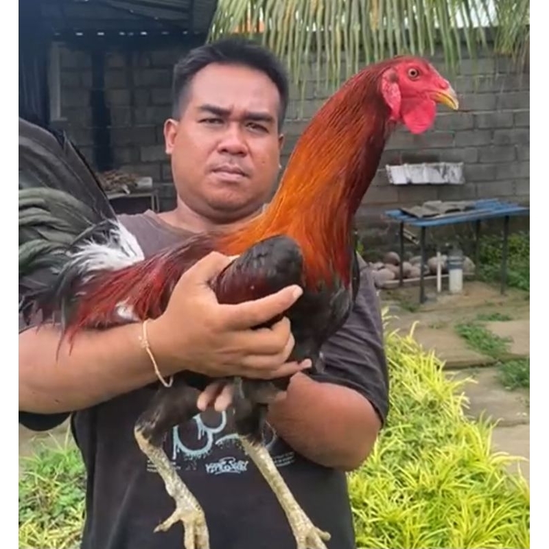 Jual Ayam Filipin Telur Fertil original Ayam Ak47 kaki getar | Shopee ...