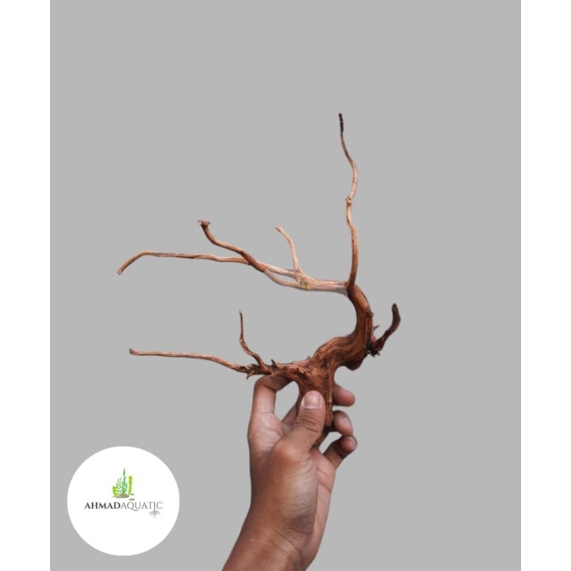 Jual MURAH!!! Akar Aquarium/Aquascape Akar Rasamala Size SS,S,M,L ...