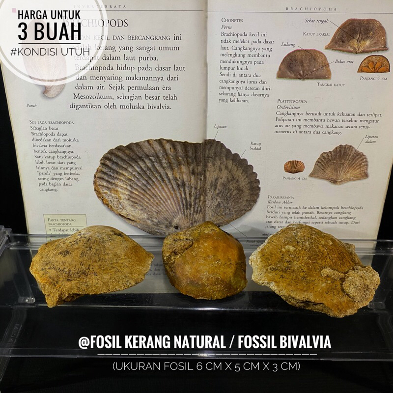 Jual Fosil Kerang Natural A49 atau Fosil Keong atau Fossil Bivalvia ...