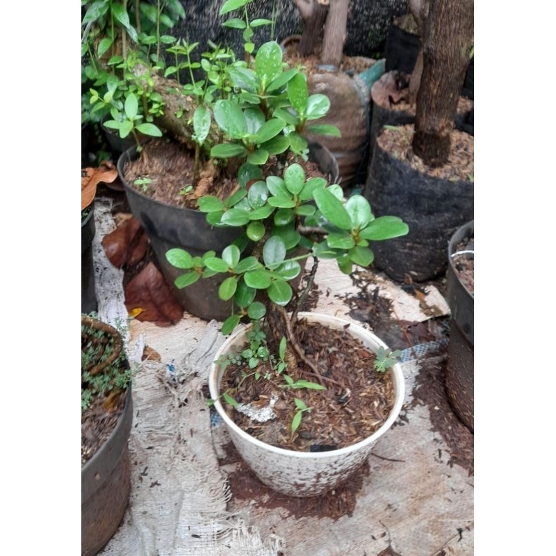 Jual bonsai bringin korea, bibit bonsai beringin korea | Shopee Indonesia