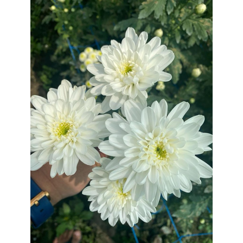 Jual Jimla putih / aster jimla putih | Shopee Indonesia