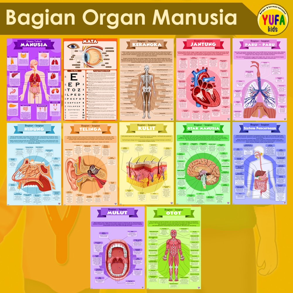 Jual poster organ - organ tubuh manusia - Poster Edukasi Anak - Poster ...