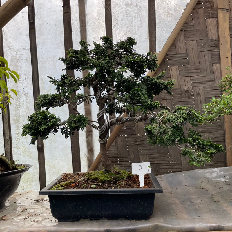 Jual Bonsai cemara inoki golden | Shopee Indonesia