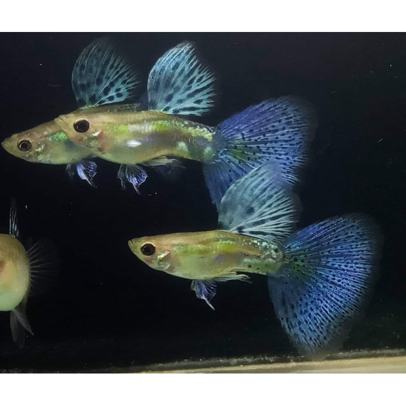 Jual guppy Bluegrass sepasang siap bread | Shopee Indonesia