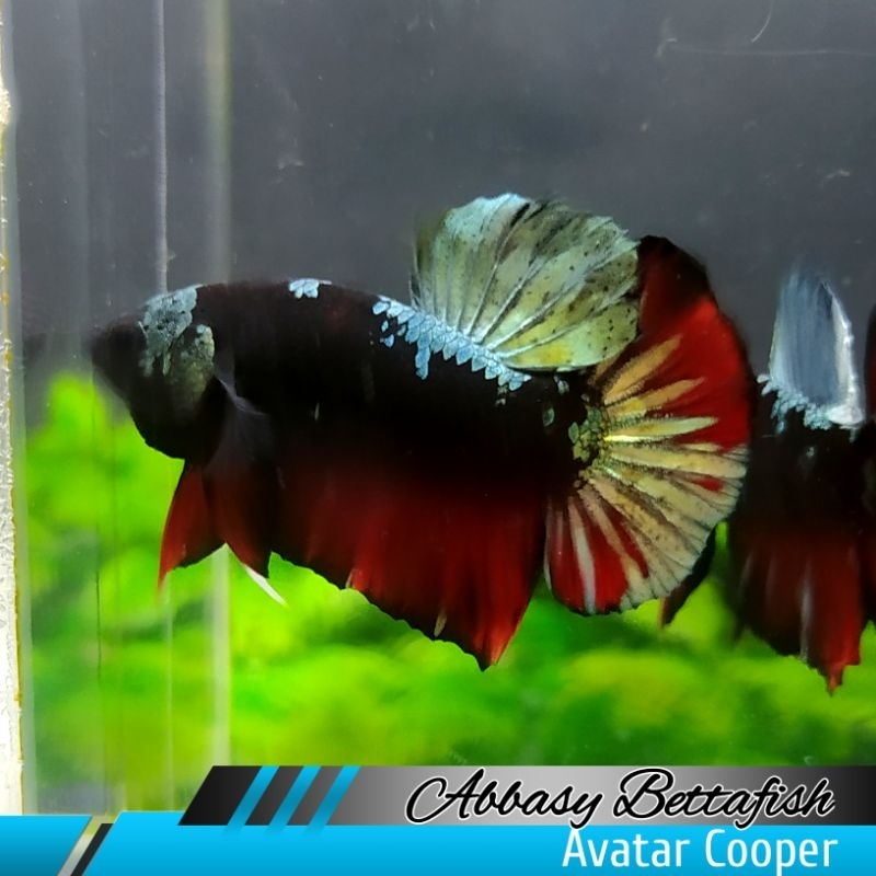 Jual Plakat Avatar Cooper Male (Real Picture) | Shopee Indonesia