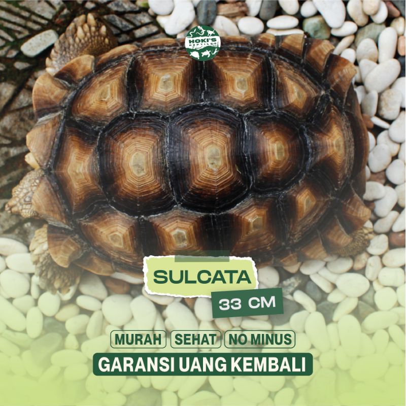Jual PELET SULCATA 33CM JANTAN SEHAT RAKUS NO MINUS GARANSI | Shopee ...