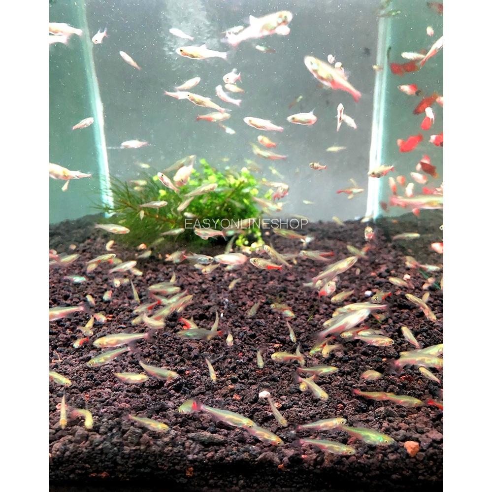 Jual Red Belly Tetra Ikan Hias Air Tawar Aquascape Schooling | Shopee ...