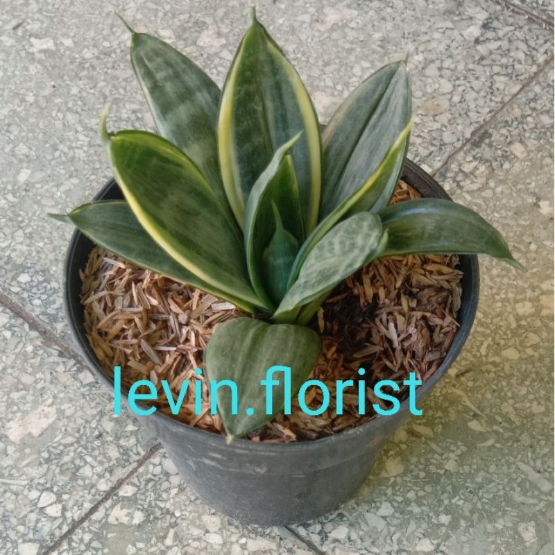Jual Sansevieria silver frost / sansivera sansivieria lidah mertua ...