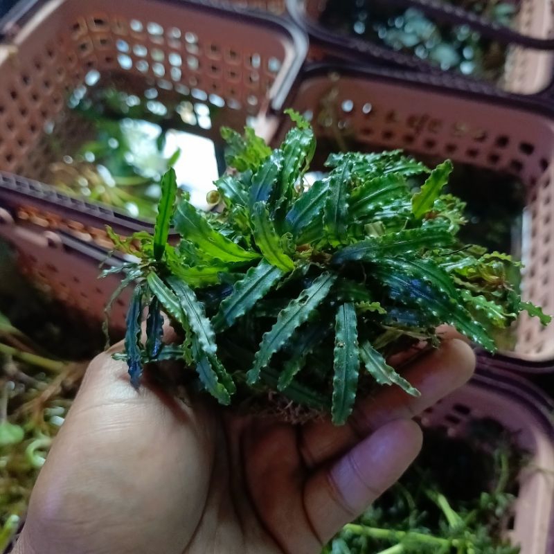 Jual bucephalandra velvet - Tanaman Aquatic | Shopee Indonesia
