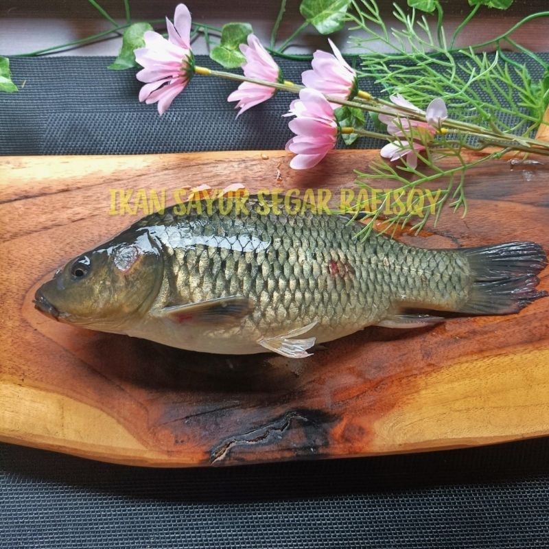 Jual Ikan Emas Segar 1 Kg | Shopee Indonesia