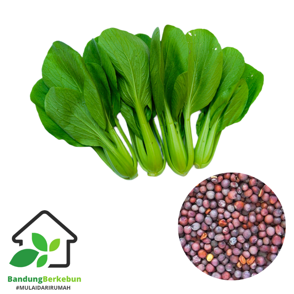 Jual BIJI/BENIH/BIBIT PAKCOY HIBRIDA KUALITAS UNGGULAN (100 BIJI ...