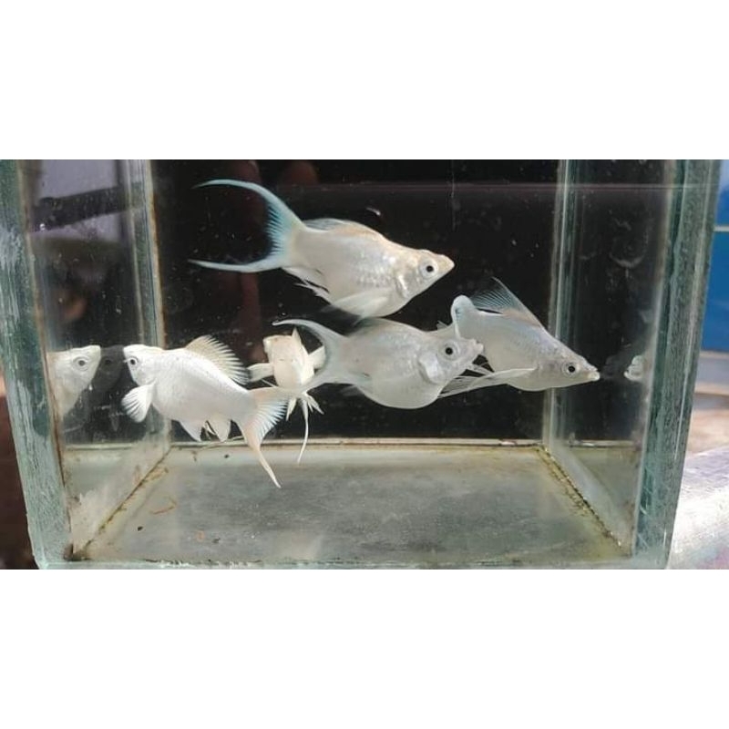 Jual MOLLY PLATINUM LYRETAIL ISI 20 SIZE 3 CM | Shopee Indonesia