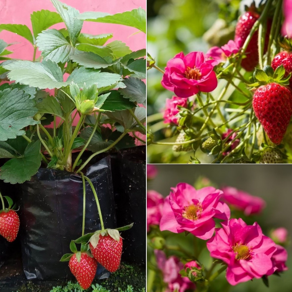 Jual PROMO! Tanaman Buah Strawberry Merlan - Bibit Buah Strawberry ...