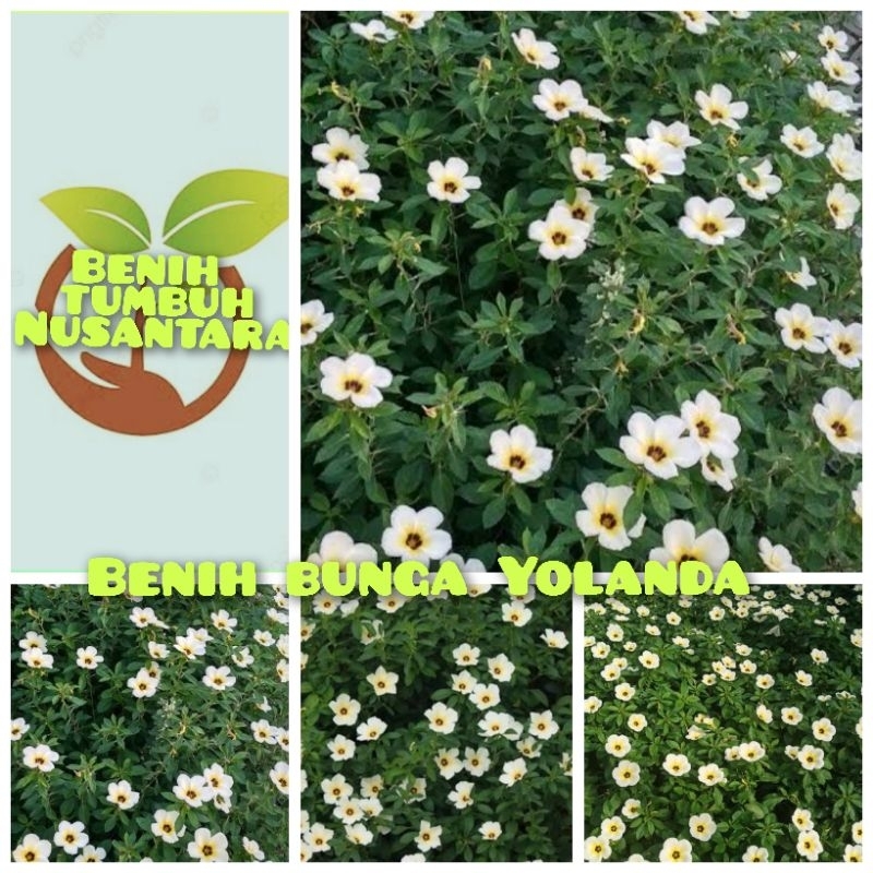 Jual 10 butir biji/benih bunga Yolanda | Shopee Indonesia