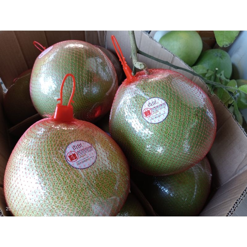 Jual JERUK PAMELO| jeruk Bali madu manis 13kg isi 10(PCS) | Shopee ...