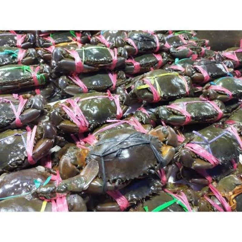 Jual kepiting hijau - seafood solo | Shopee Indonesia