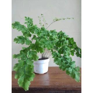 Jual Daun Suplir Terlengkap & Harga Terbaru Juli 2024 | Shopee Indonesia