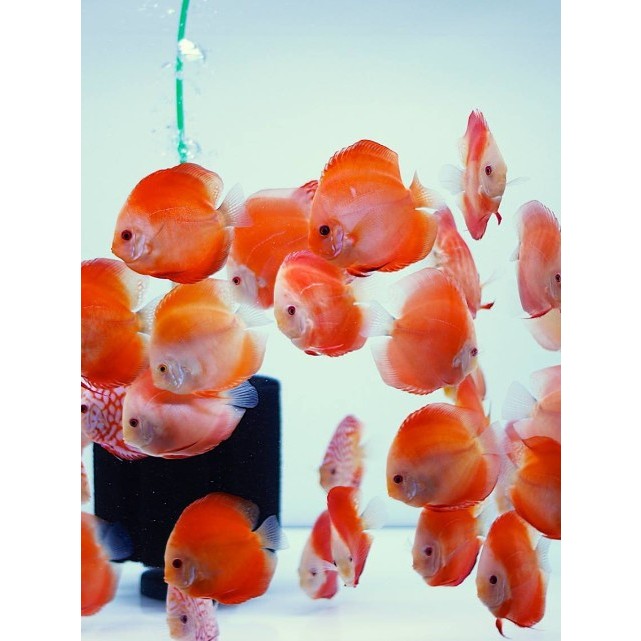 Jual IKAN DISCUS RED MELON UKURAN 2 INCHI | Shopee Indonesia
