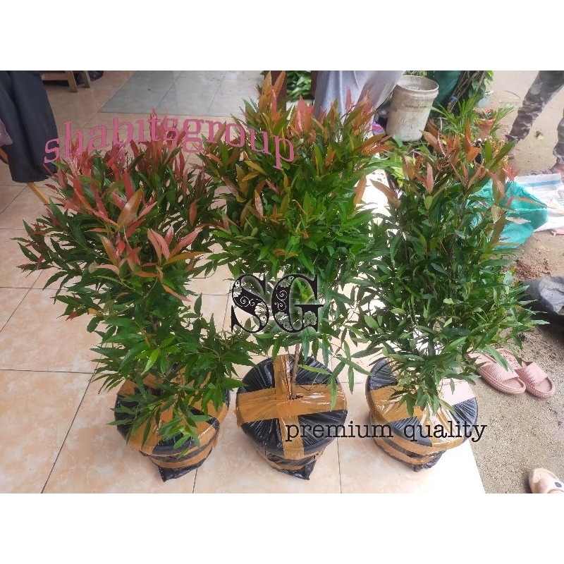 Jual [BISA COD] Tanaman hias pucuk merah 30cm DAUN RIMBUN pohon pucuk ...