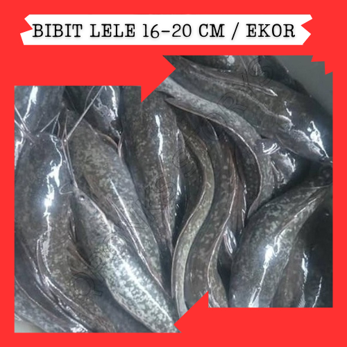 Jual bibit/benih lele sangkuriang uk 16-20 cm per ekor | Shopee Indonesia
