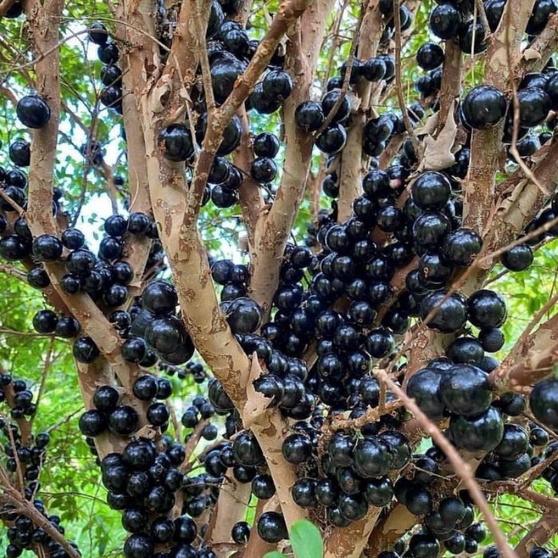 Jual indukan anggur pohon preco siap berbunga/berbuah (Batang super ...
